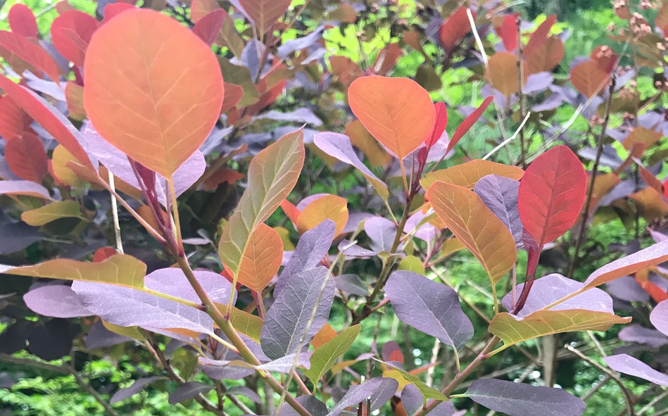 One leaf, three colors… – FocusedPleasure